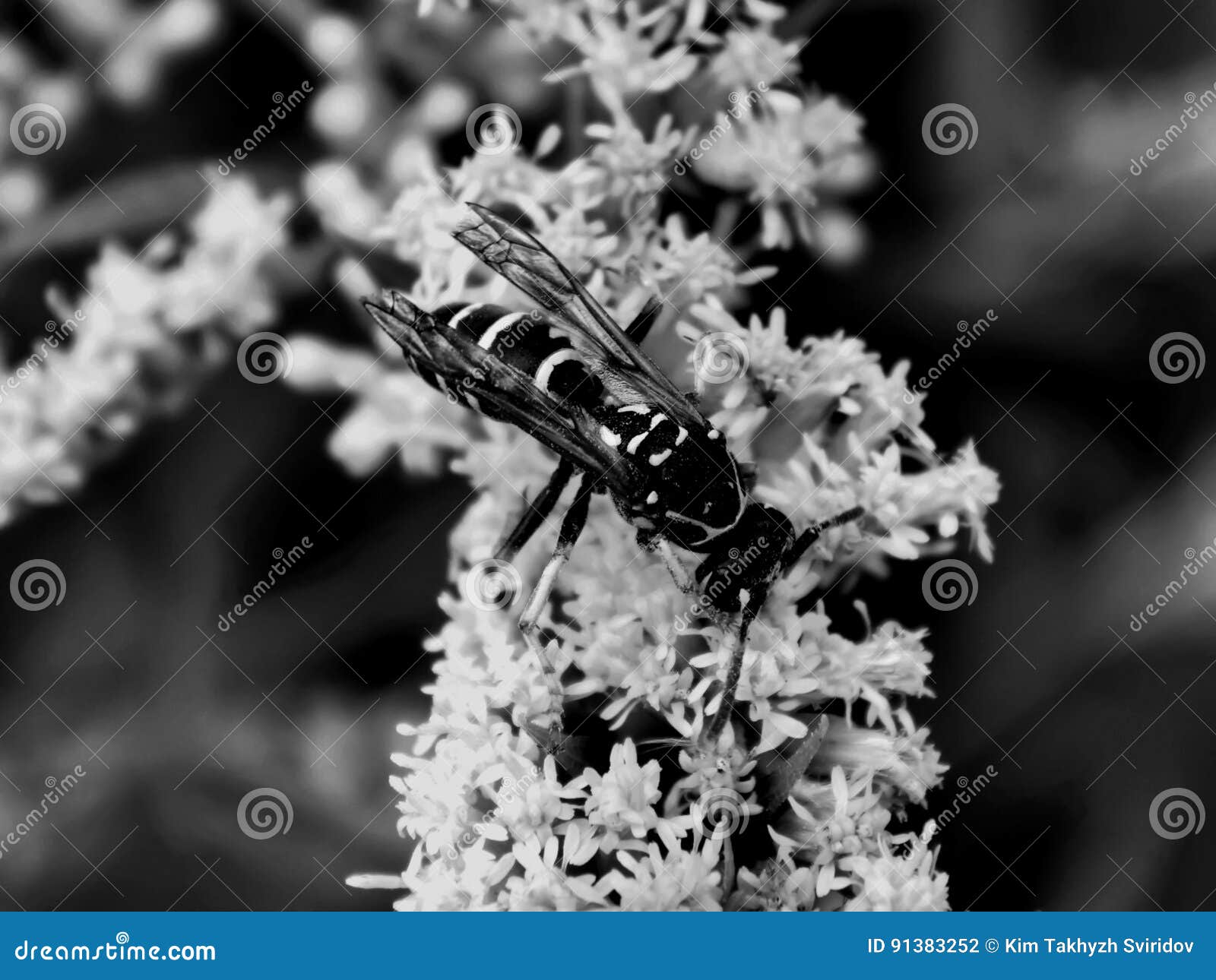 Wild Forest Wasp on Flowers in Black and White Stock Photo - Image of ...