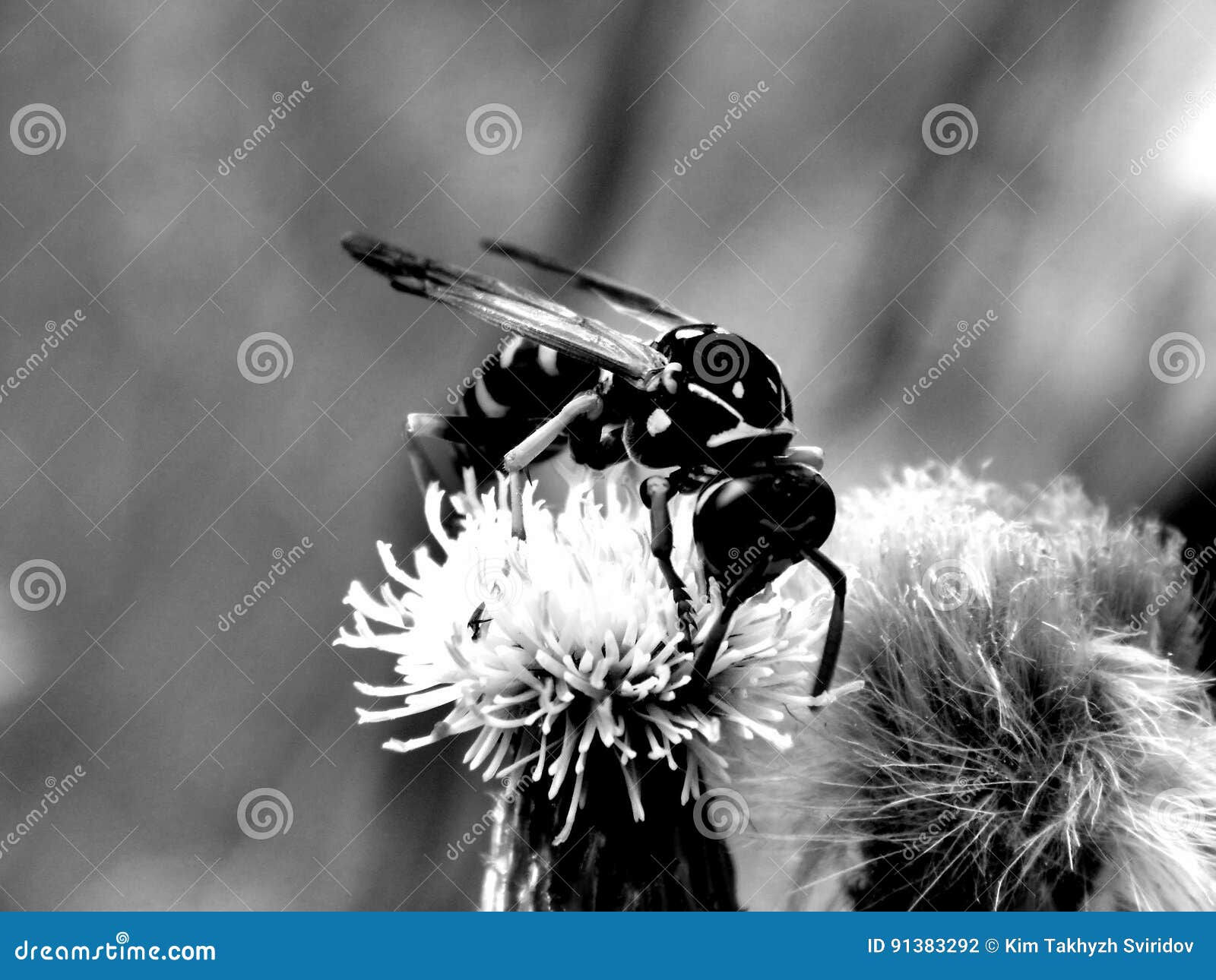 Wild Forest Wasp on Flowers in Black and White Stock Photo - Image of ...