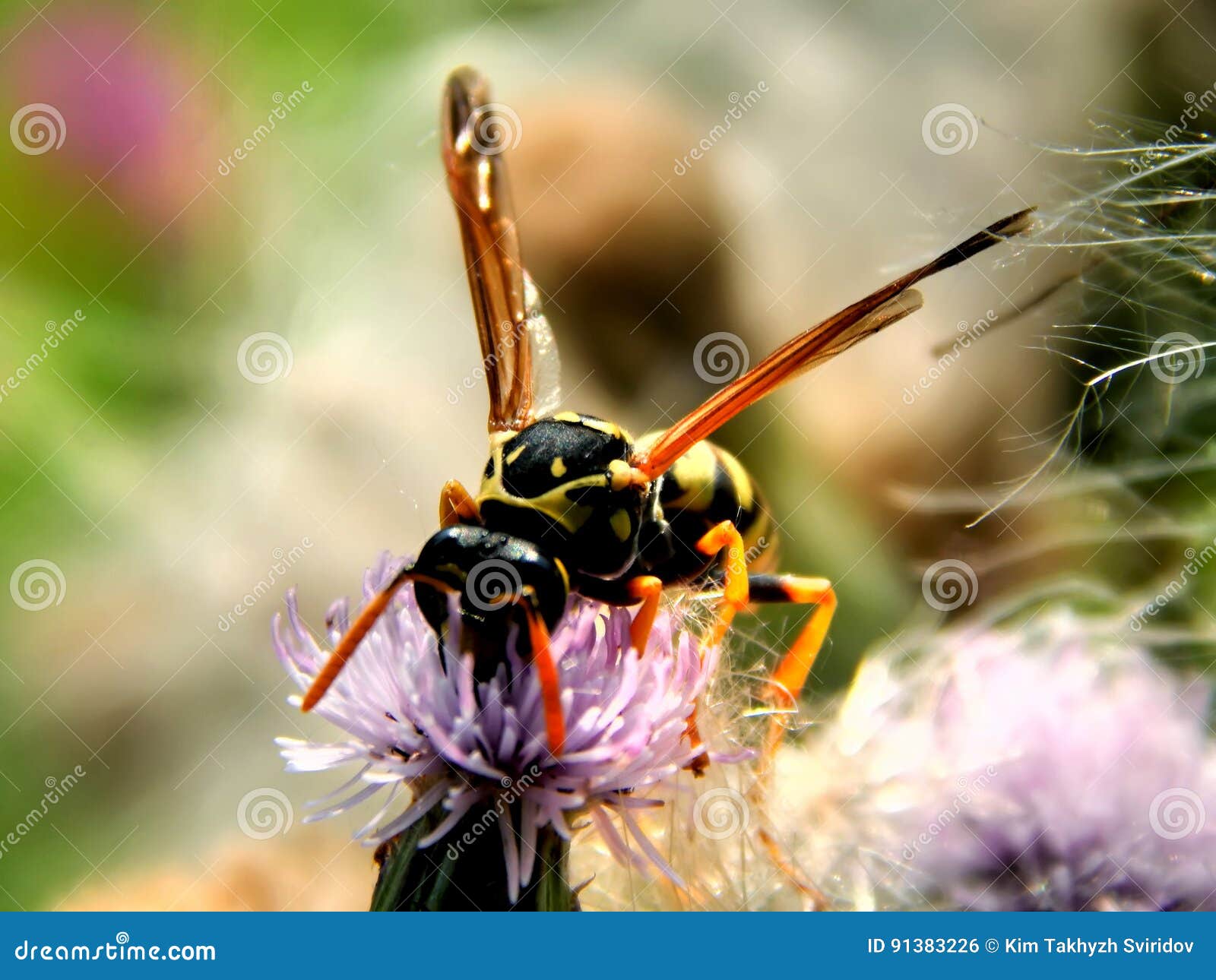 Wild Forest Wasp in Flowers Stock Photo - Image of beehive, ground ...