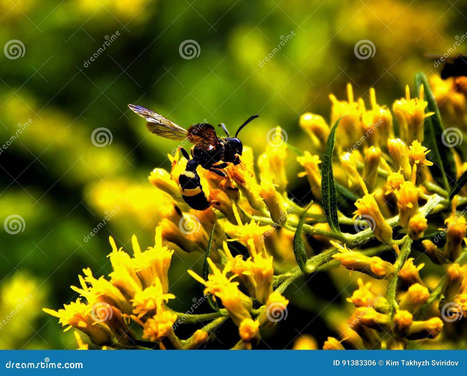 Wild Forest Wasp in Flowers Stock Photo - Image of nature, macro: 91383306