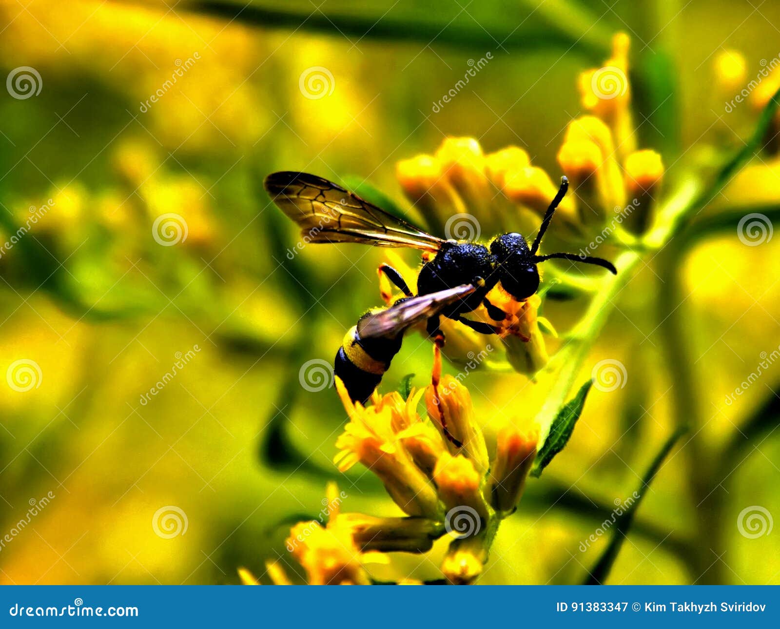 Wild Forest Wasp in Flowers Stock Image - Image of insect, colours ...