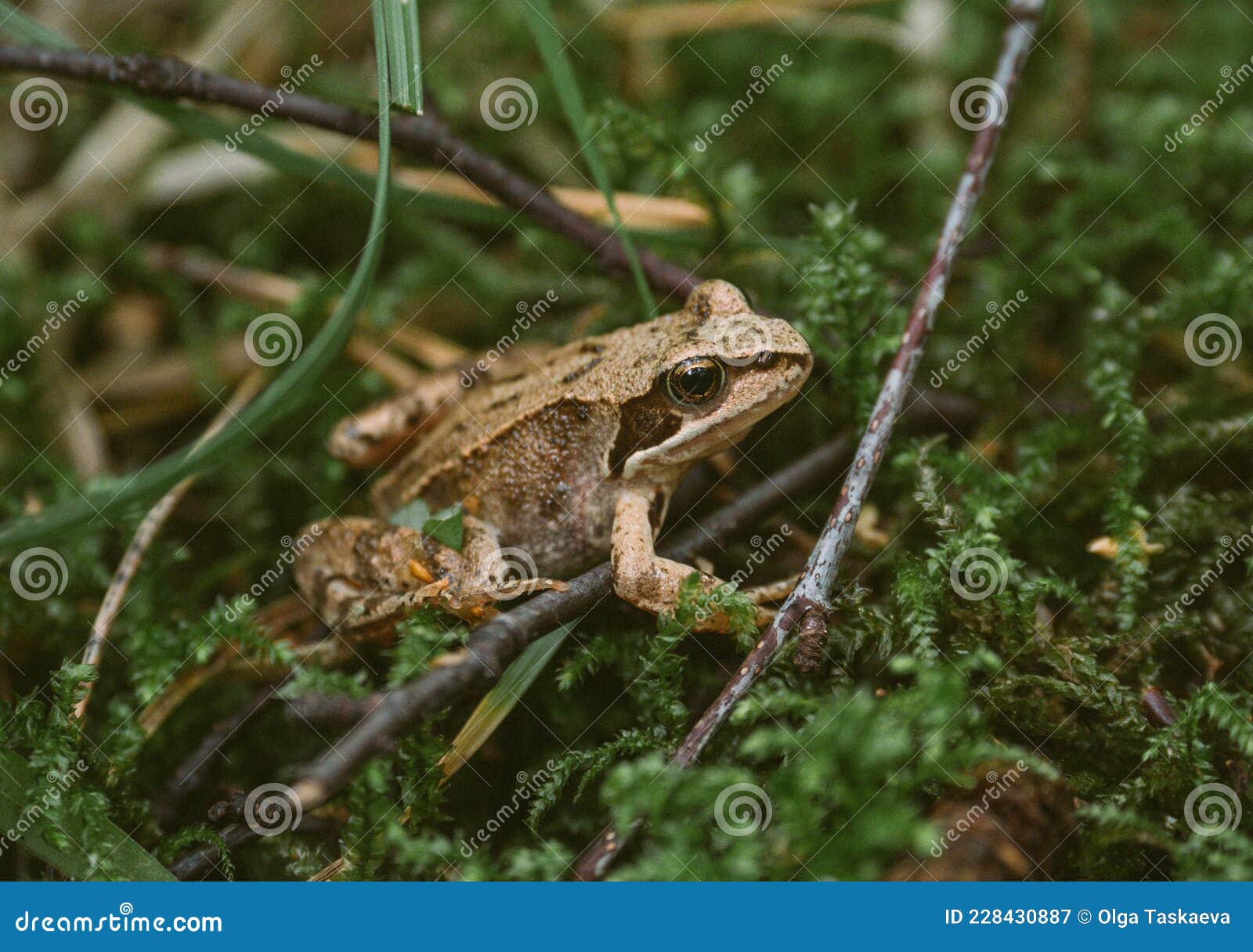 Wild Forests of Russia, Elements of Nature Close-up, Frog, Forest Tree ...