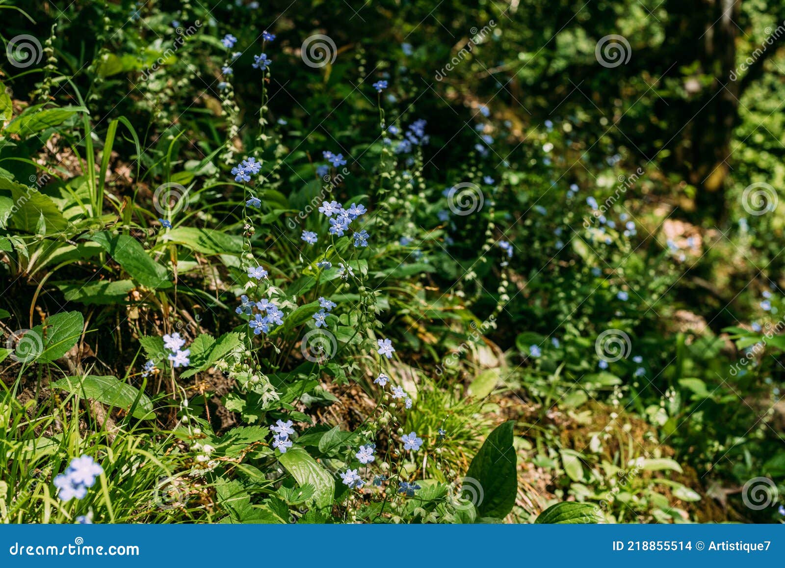Wild Forget-me-not Flower stock photo. Image of bloom - 218855514