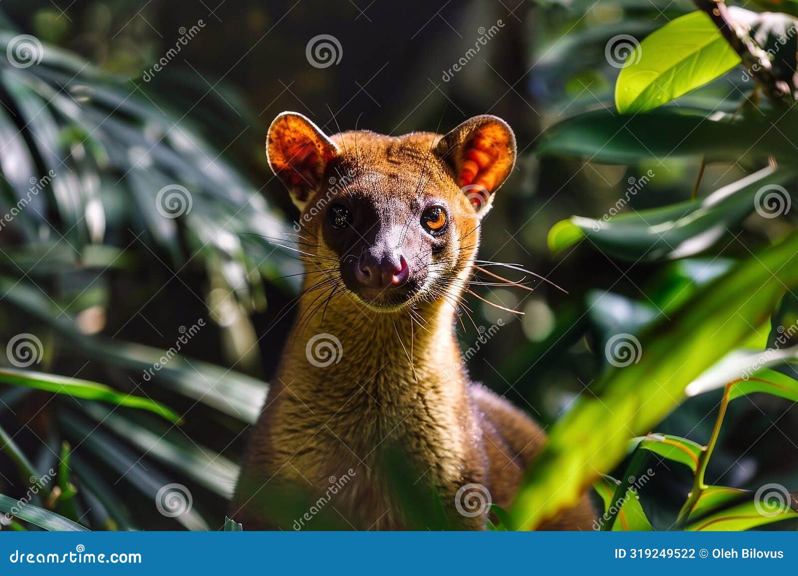 Portrait of a Wild Fossa in the Jungle Stock Illustration ... Portrait of a Wild Fossa in the Jungle Stock Illustration ...