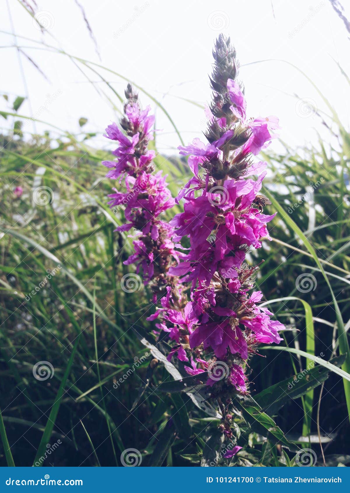 Wild fower stock photo. Image of nature, beauty, fower - 101241700