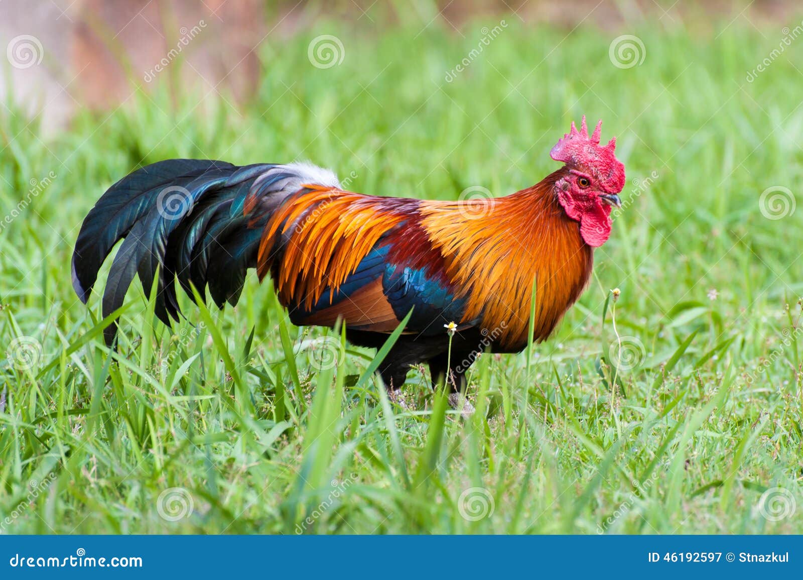 Wild Fowl, Chicken in Jungle Stock Image - Image of elegant, poultry ...