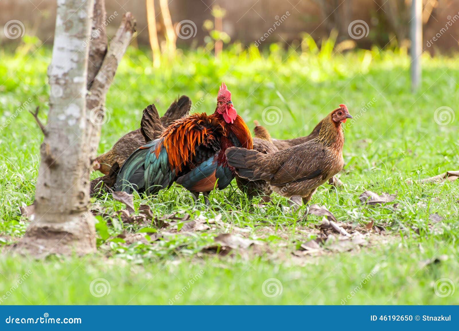 Wild Fowl, Chicken in Jungle Stock Photo - Image of hawaii, colorful ...