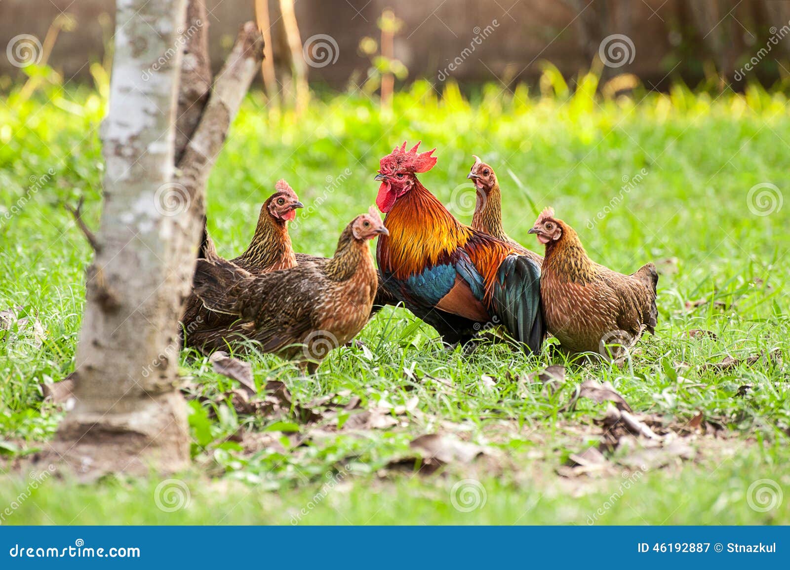 Wild Fowl, Chicken in Jungle Stock Image - Image of chicken, fowl: 46192887