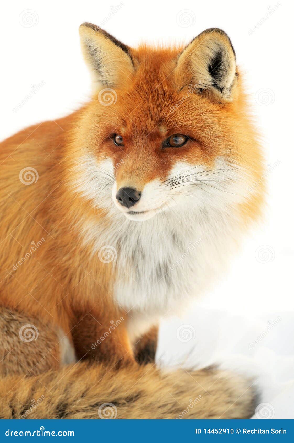 Wild fox stock photo. Image of mammals, wildlife, portrait - 14452910
