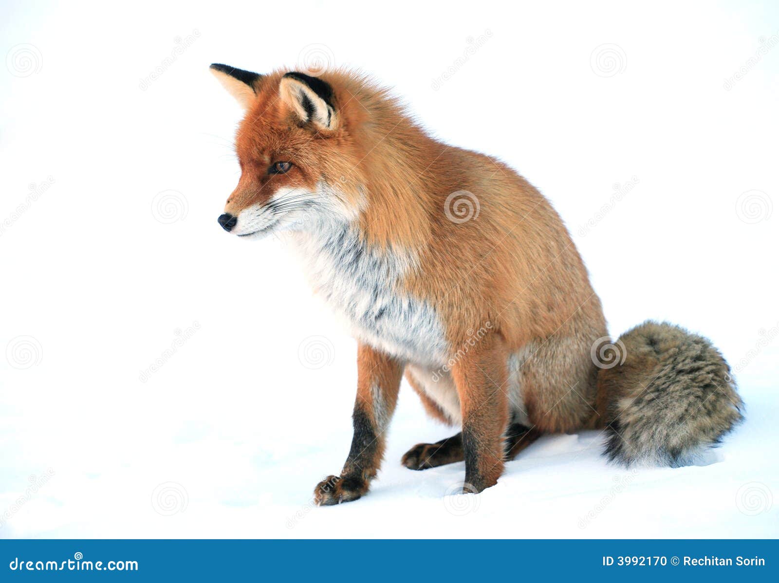Wild fox stock photo. Image of animal, wild, behaviour - 3992170