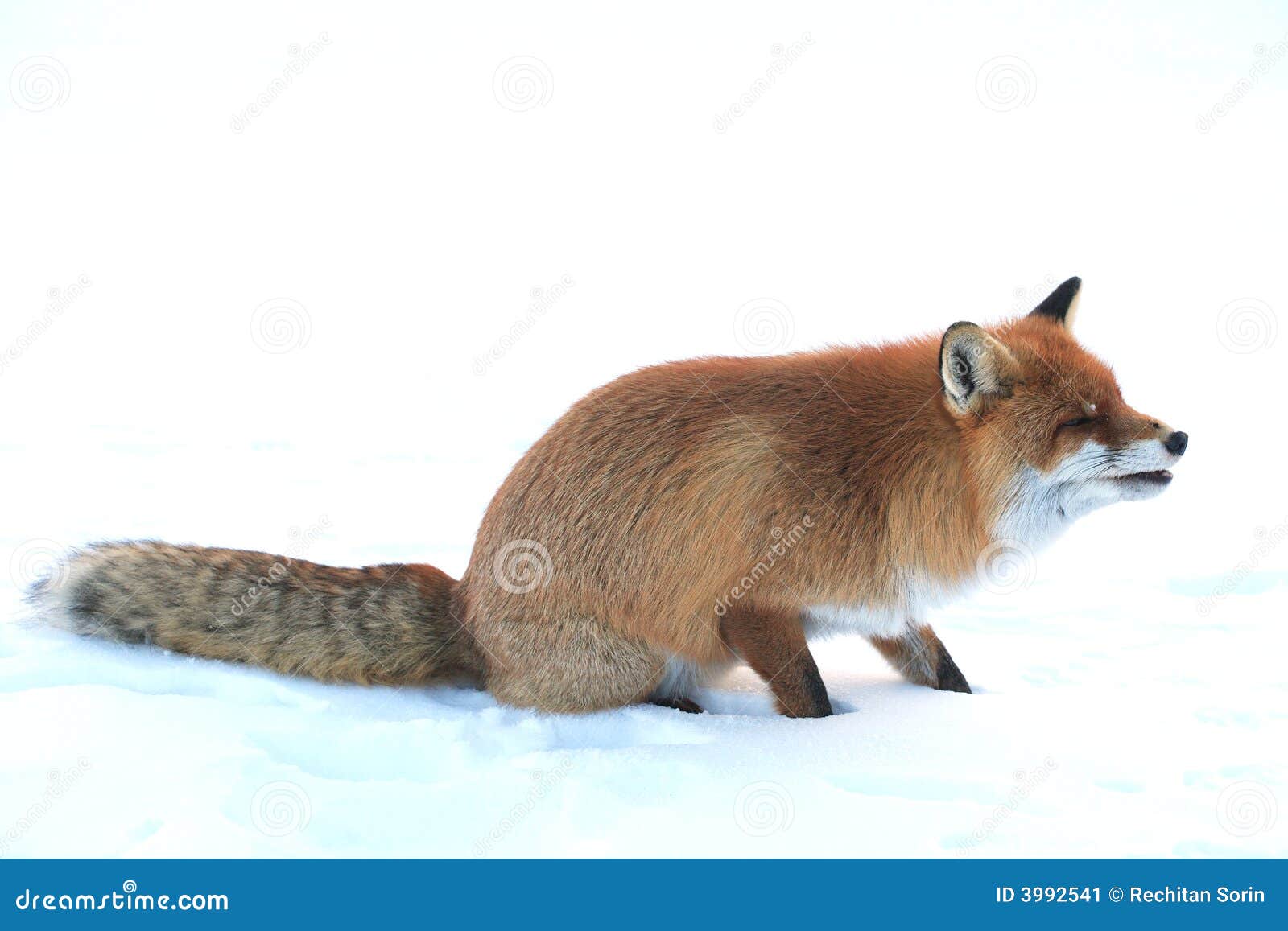 Wild fox stock image. Image of attitude, protected, mammals - 3992541
