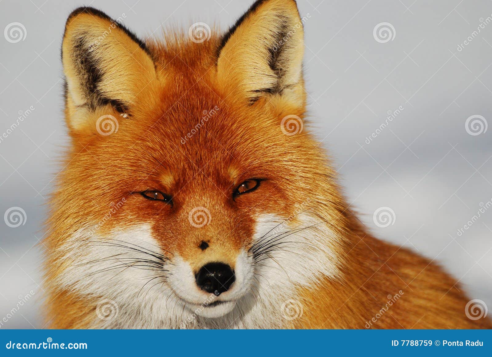 Wild fox stock image. Image of wildlife, curious, attention - 7788759