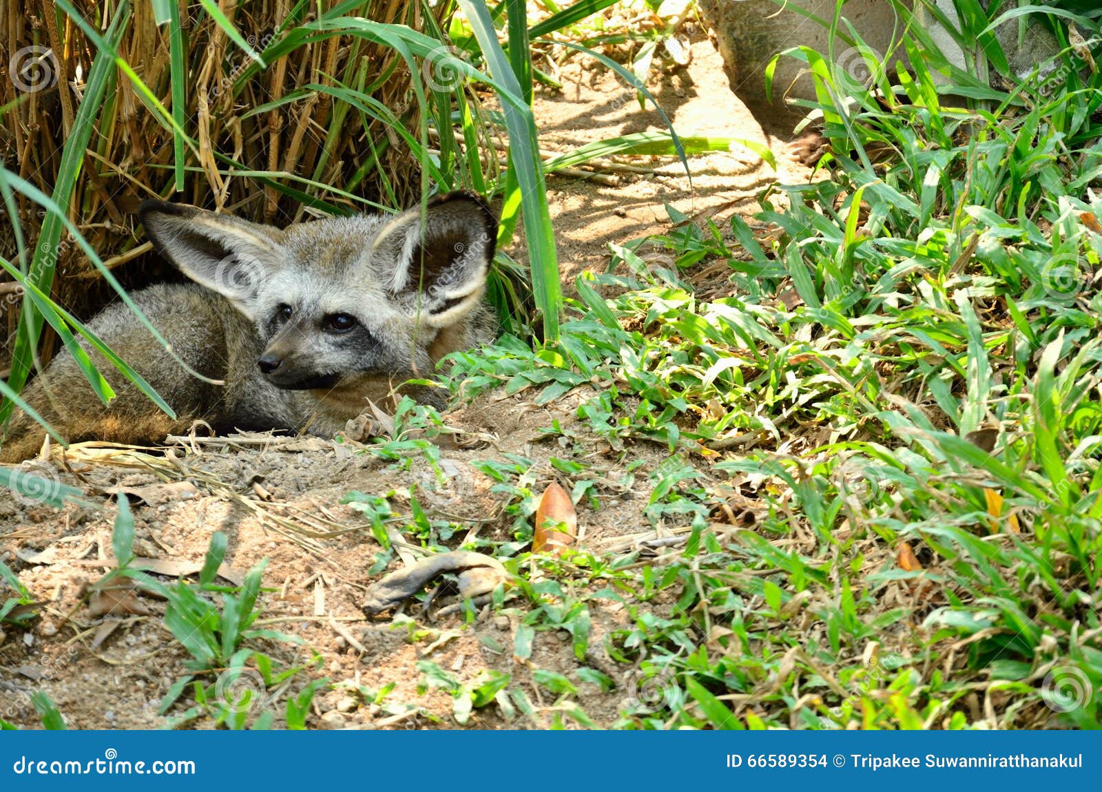 Wild fox stock photo. Image of looking, life, shot, beauty - 66589354