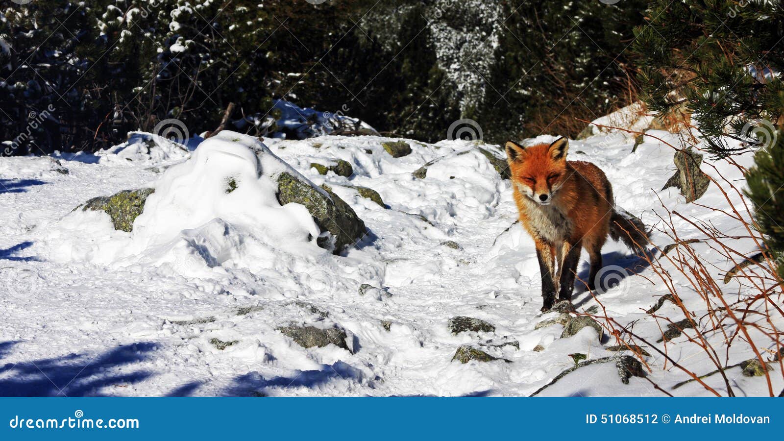 Wild fox chilling stock photo. Image of chilling, wild - 51068512