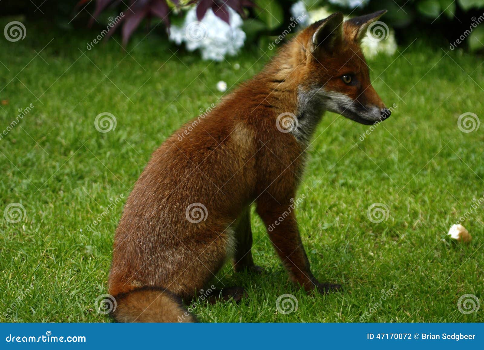 Wild Fox Cub stock photo. Image of face, carnivore, eyes - 47170072