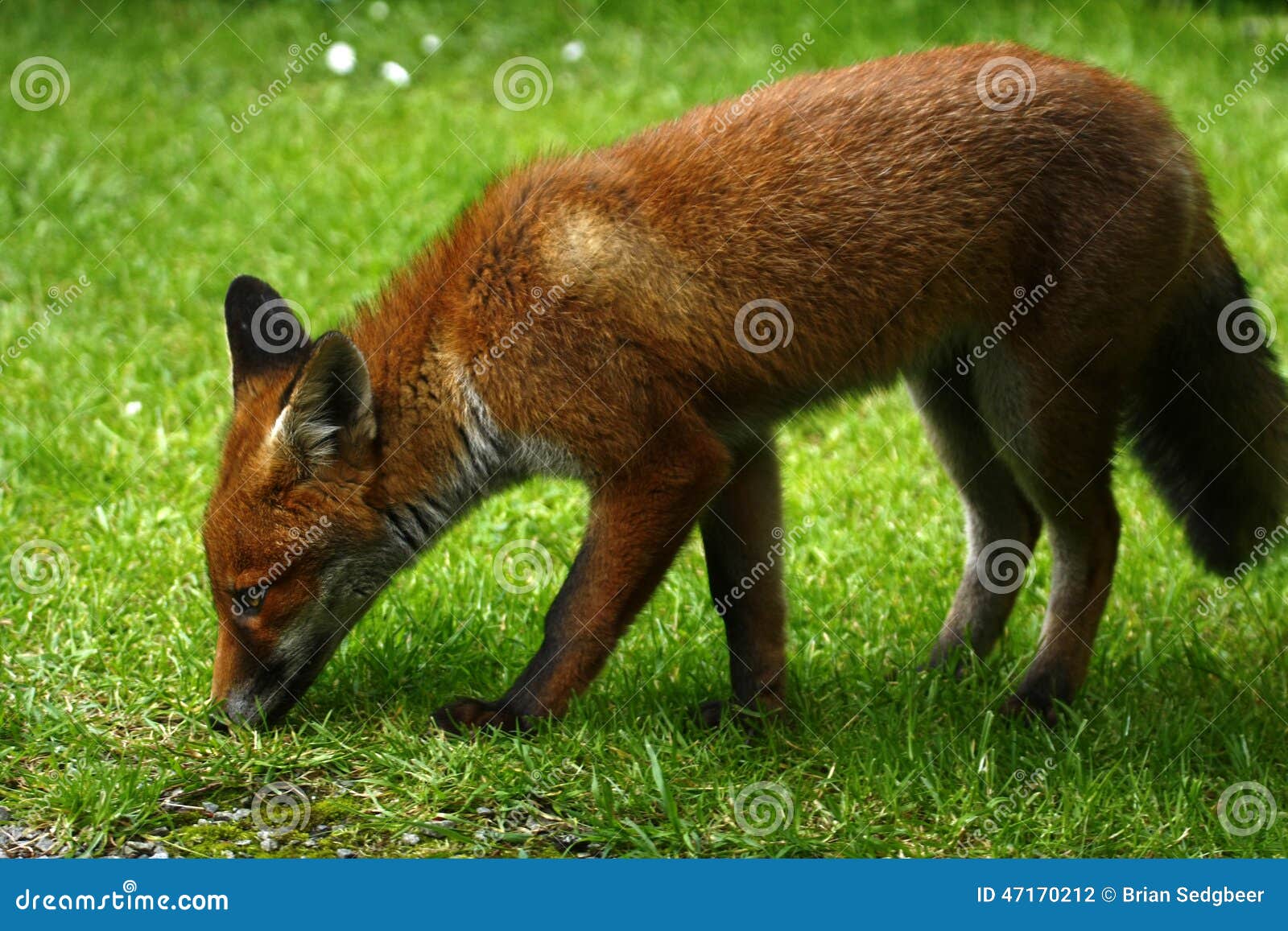 Wild Fox Cub stock photo. Image of alert, feed, drive - 47170212
