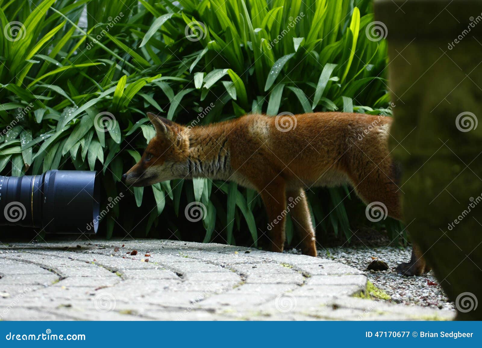 Wild Fox Cub stock image. Image of hair, brown, hunter - 47170677