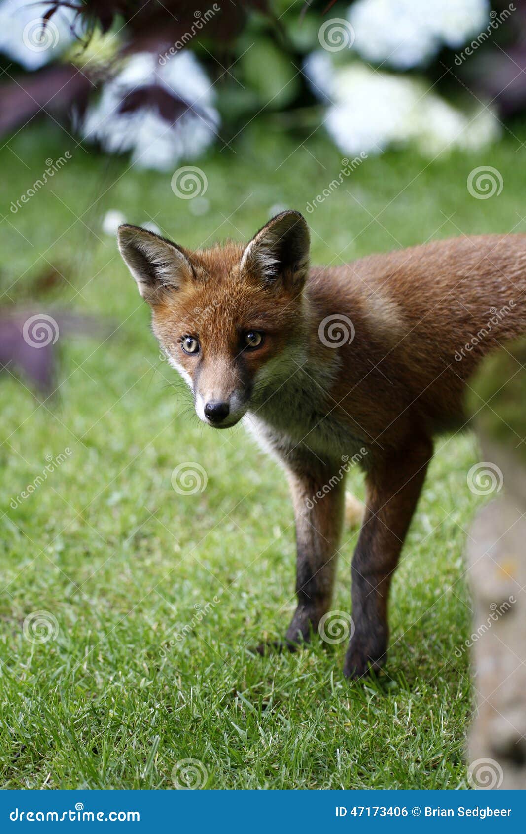 Wild Fox Cub stock photo. Image of face, green, legs - 47173406