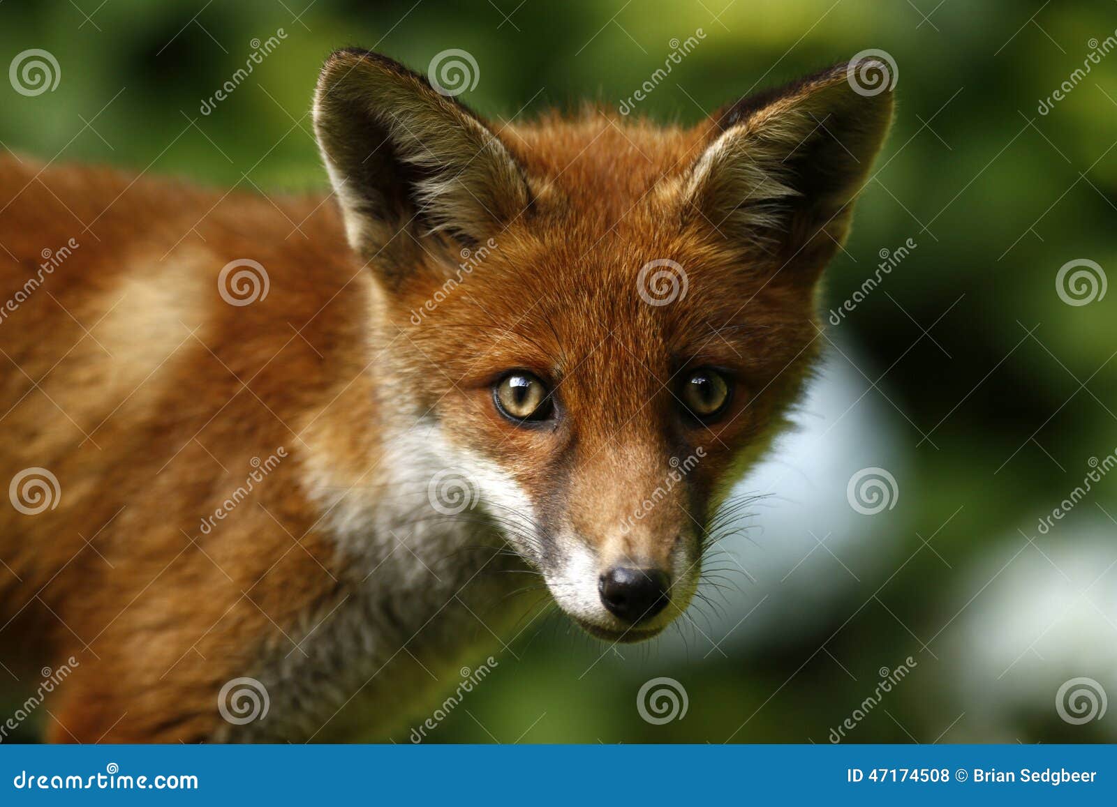 Wild Fox Cub stock photo. Image of garden, head, fine - 47174508