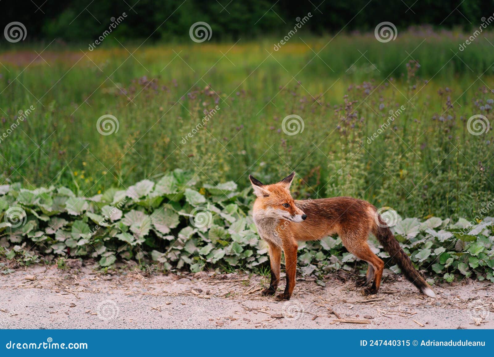 Fox on road by forest stock image. Image of animal, wildlife - 247440315