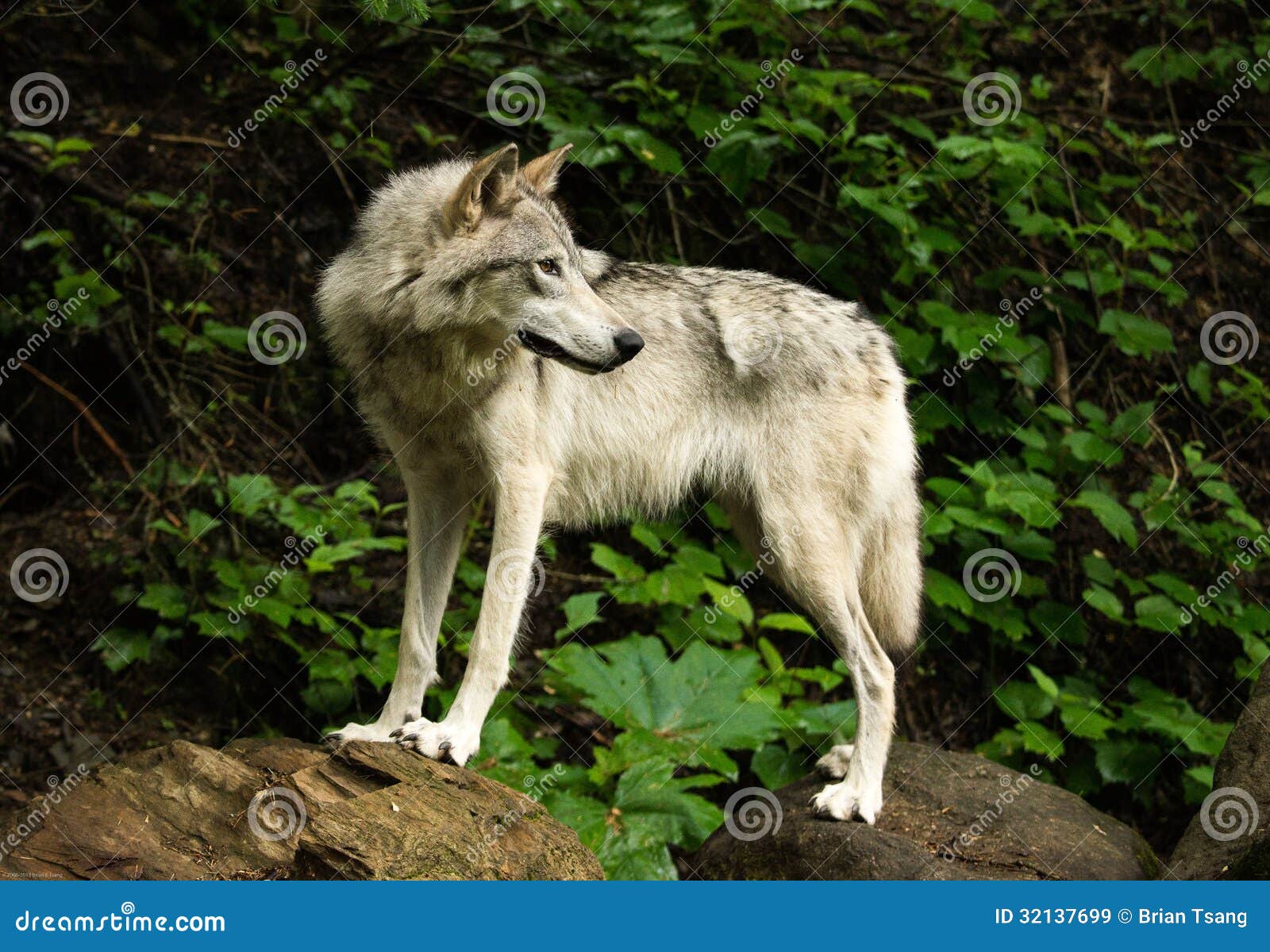 Wild Fox looking Back stock image. Image of forest, nature - 32137699