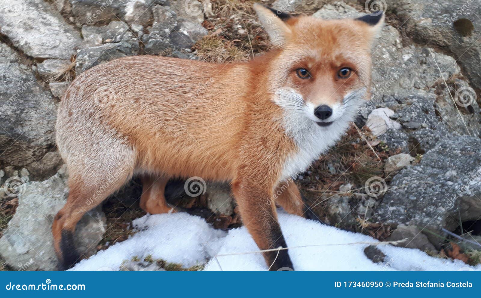 Wild fox on the mountain stock photo. Image of mountain - 173460950