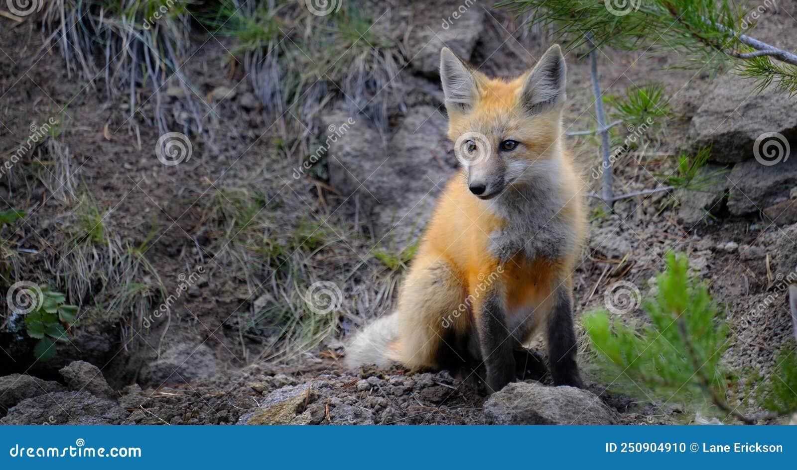 Wild Fox Near Den in Wilderness Animals Stock Photo - Image of hunter ...