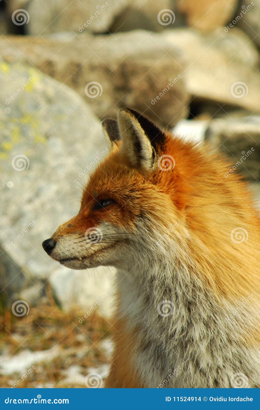 Wild fox profile stock photo. Image of animal, eyes, behavior - 11524914