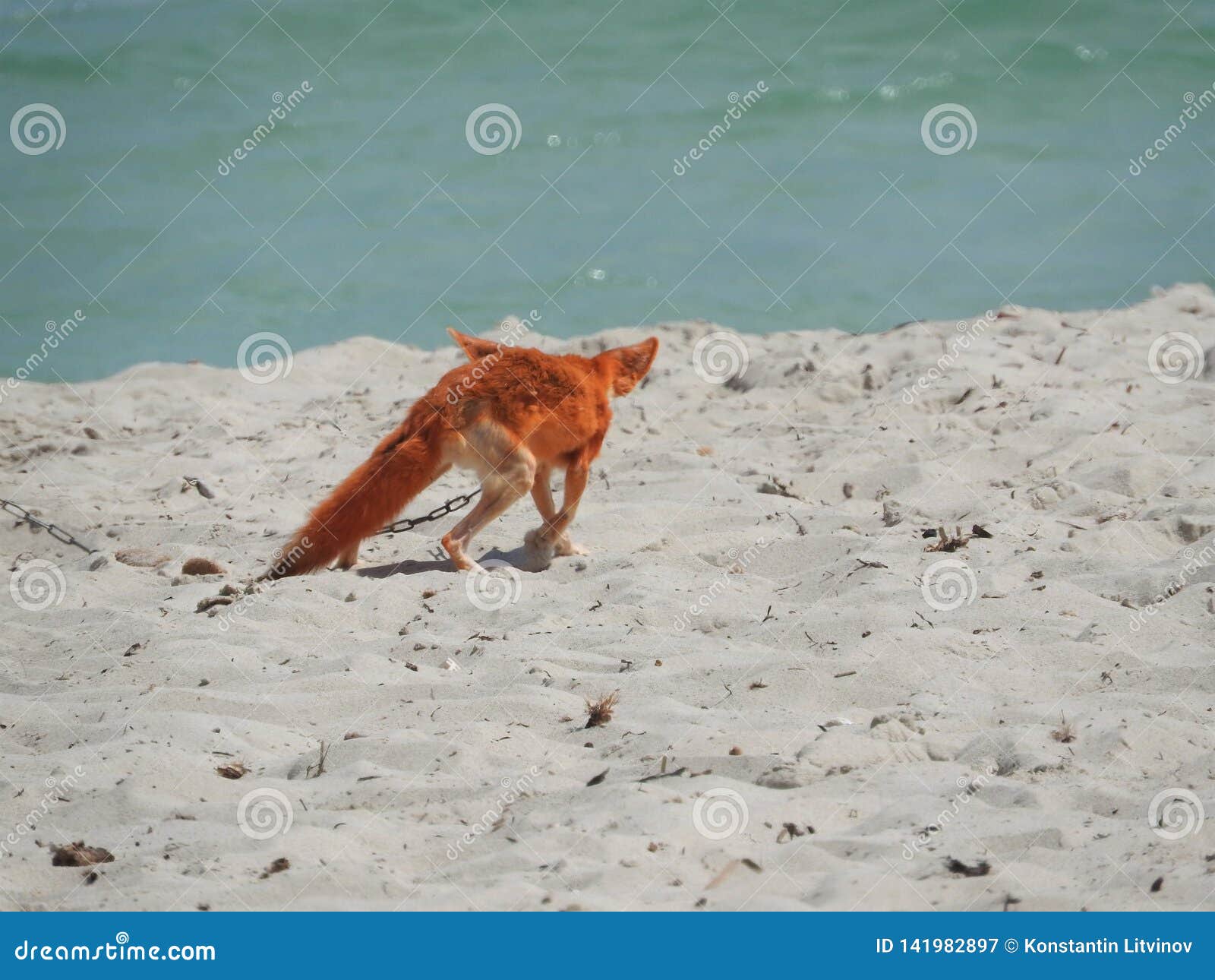 Wild Fox on the Sand in Tunisia on a Hot Clear Day Stock Image - Image ...