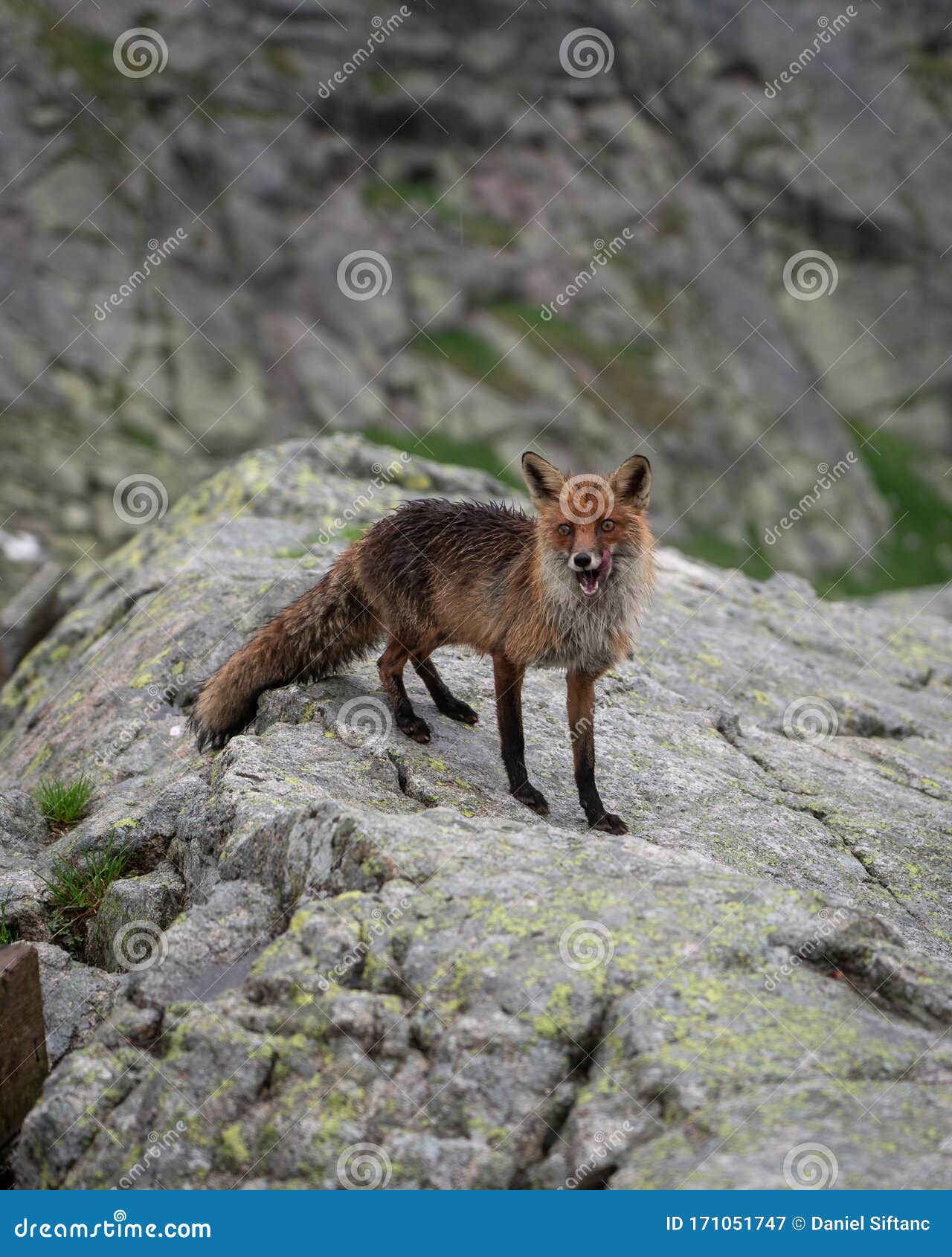 Wild Fox Spotted in the High Tatras Mountains Stock Image - Image of ...