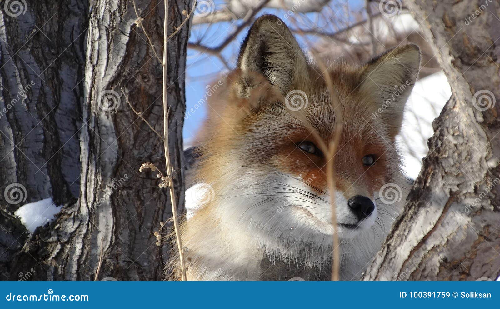 Red Fox in the wildlife stock image. Image of look, furry - 100391759