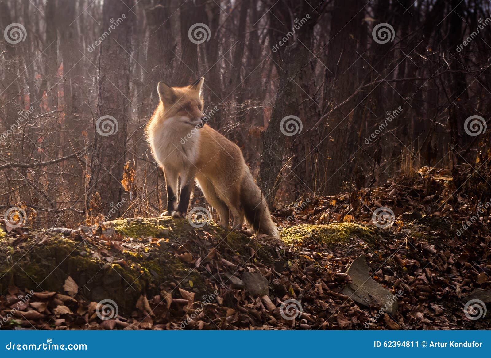 Wild fox stock image. Image of sunset, russia, walked - 62394811