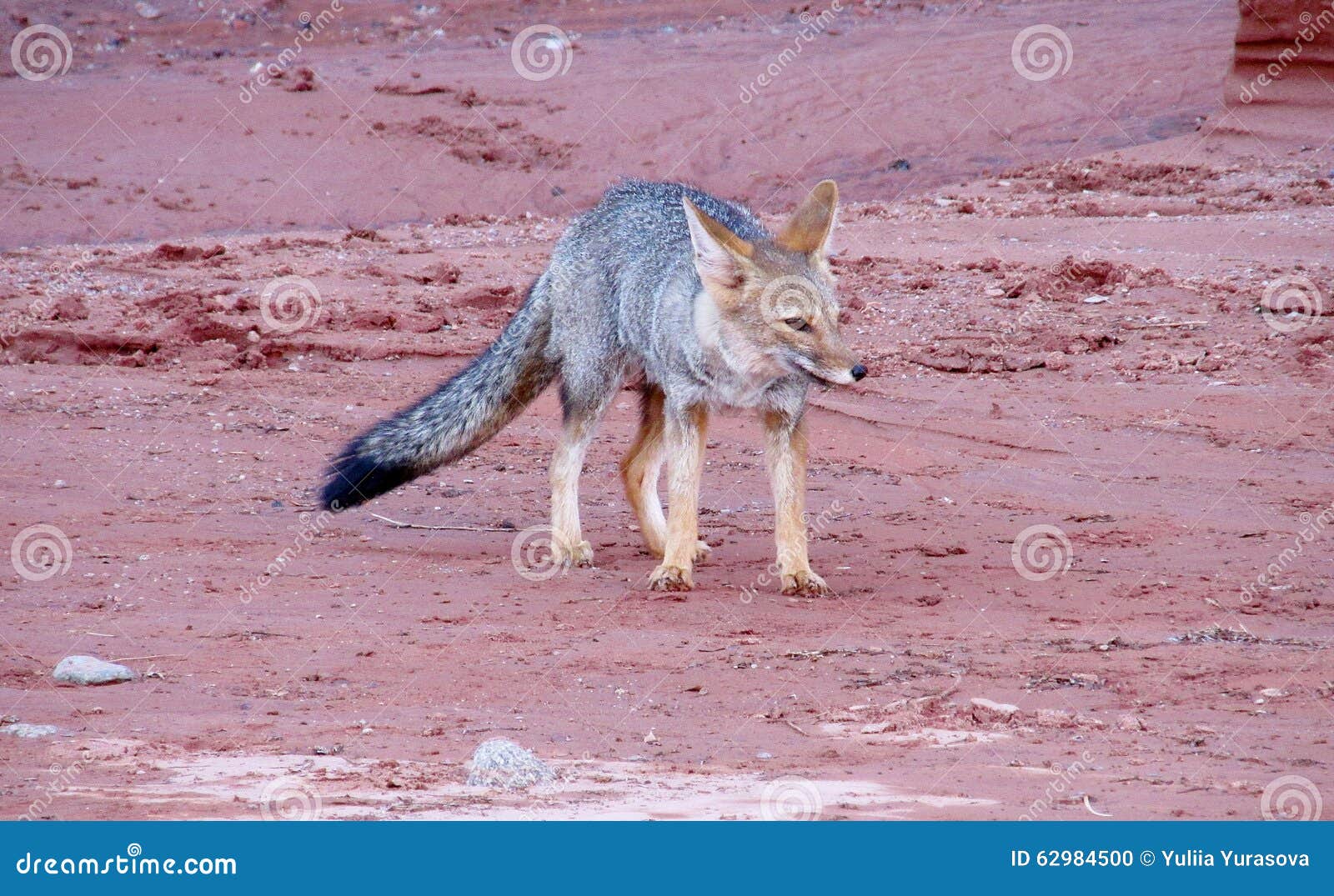 Wild fox walking in desert stock photo. Image of argentina - 62984500