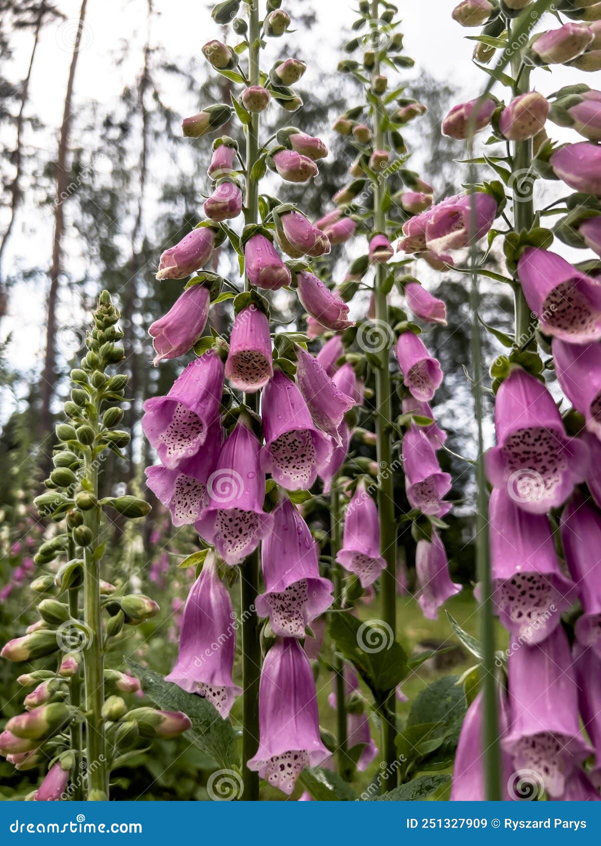 Wild Foxglove Flowers on the Edge of the Forest Stock Image - Image of ...