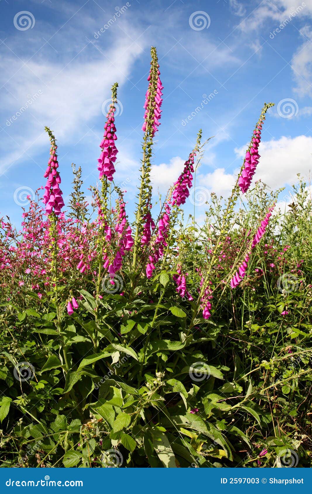 Wild foxgloves. stock image. Image of cornwall, plant - 2597003