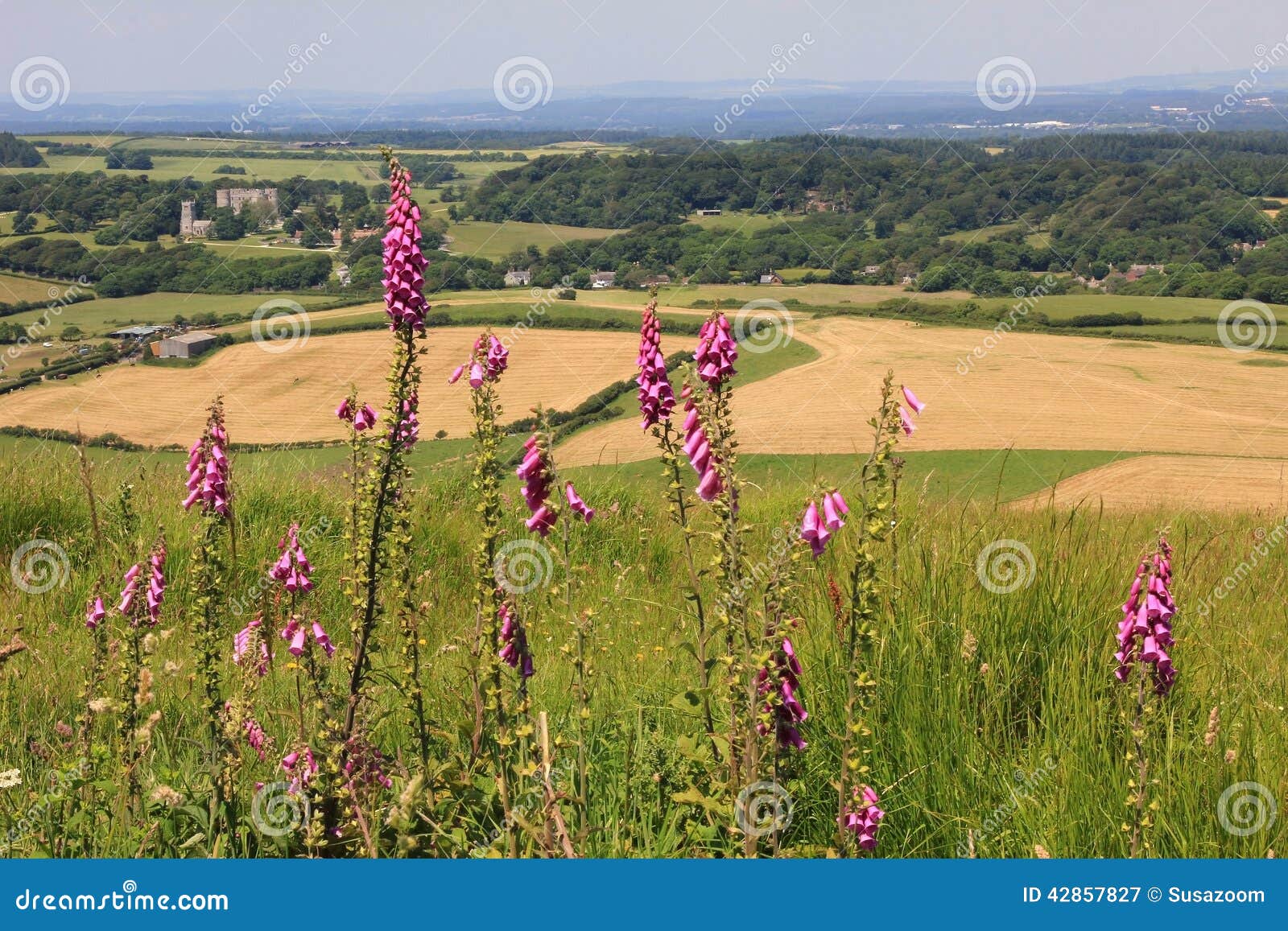 Wild Foxgloves, Dorset Landscape and Fields Stock Image - Image of ...