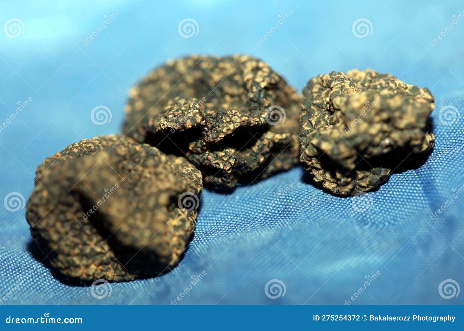 Wild Fresh Black Winter Truffle Mushrooms Close Up Background Big Size Tuber Instant Print