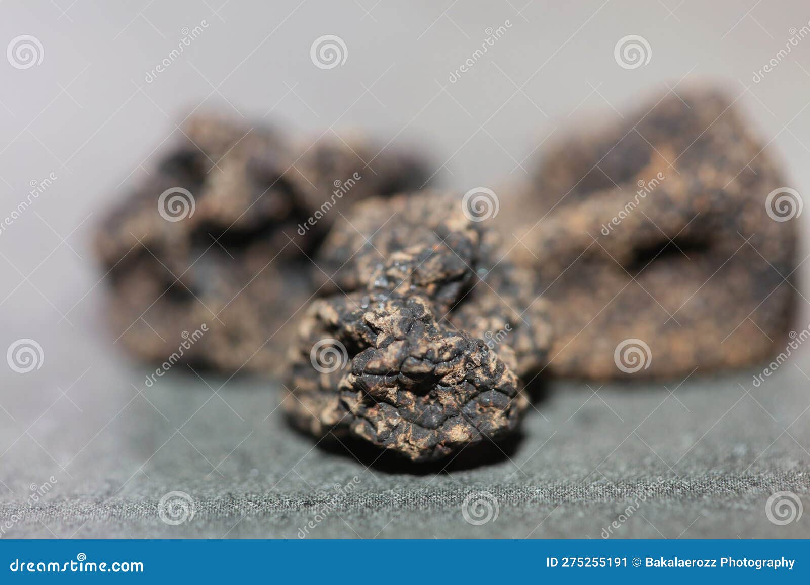 Wild Fresh Black Winter Truffle Mushrooms Close Up Background Big Size Tuber Instant Print