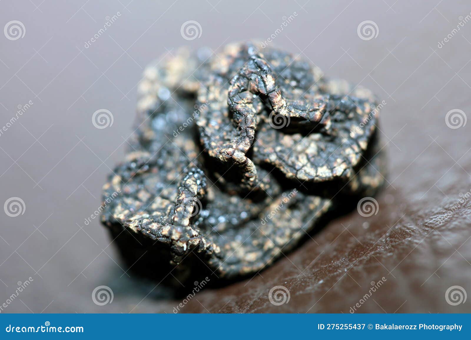 Wild Fresh Black Winter Truffle Mushrooms Close Up Background Big Size Tuber Instant Print