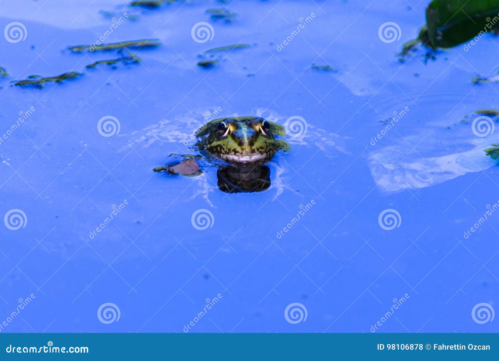 Wild Frog in the Blue Water, with Reflection. Kirklareli, Turkey Stock ...