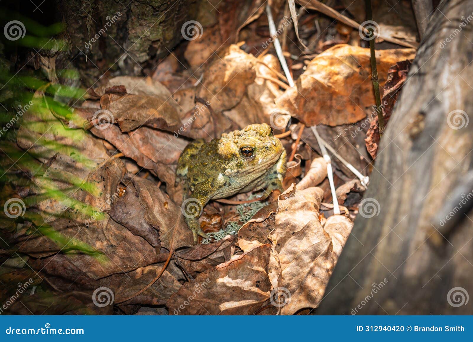 Wild frog stock photo. Image of grass, park, animal - 312940420