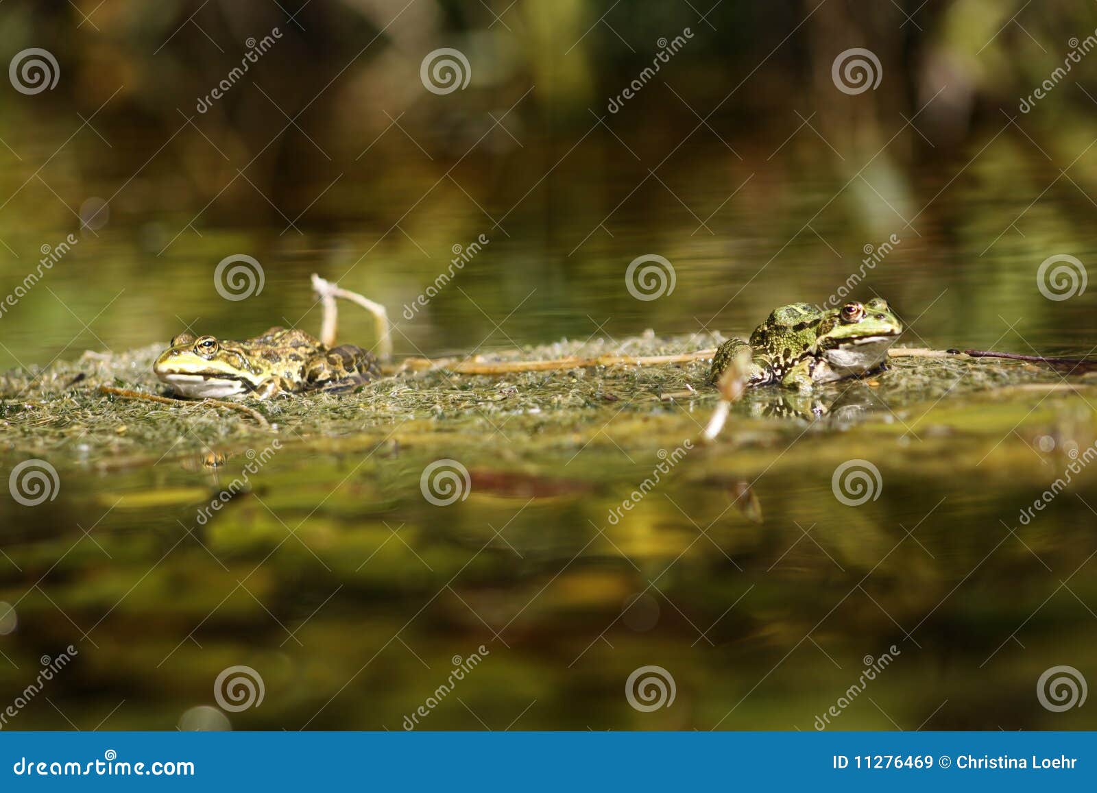 Wild Frogs stock image. Image of sunbathing, surface - 11276469