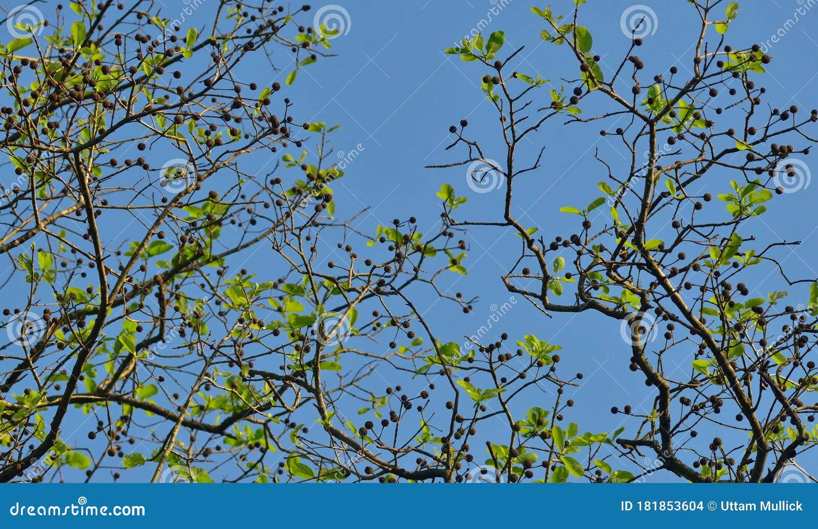 Wild frout in tree stock photo. Image of collection - 181853604