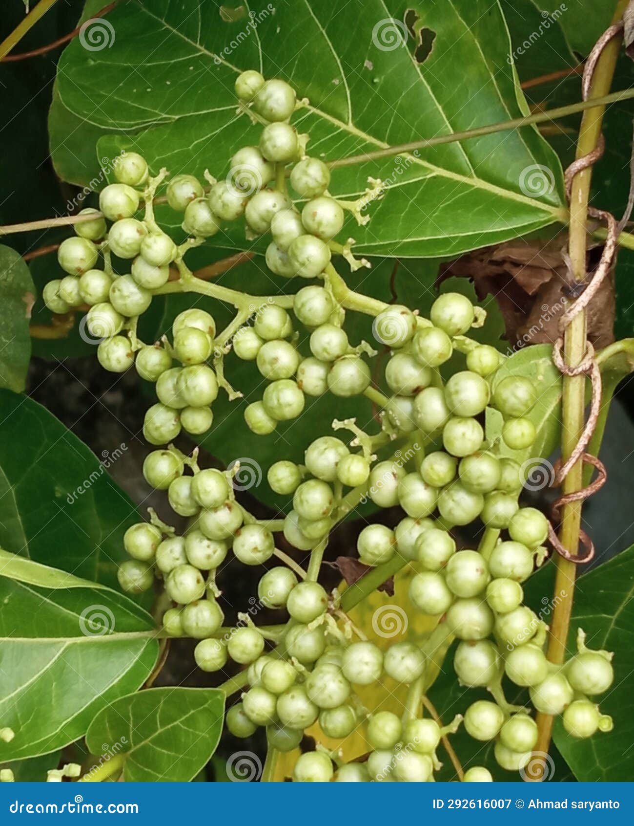 Wild Fruit that Birds Often Eat in the Wild Stock Image - Image of food ...