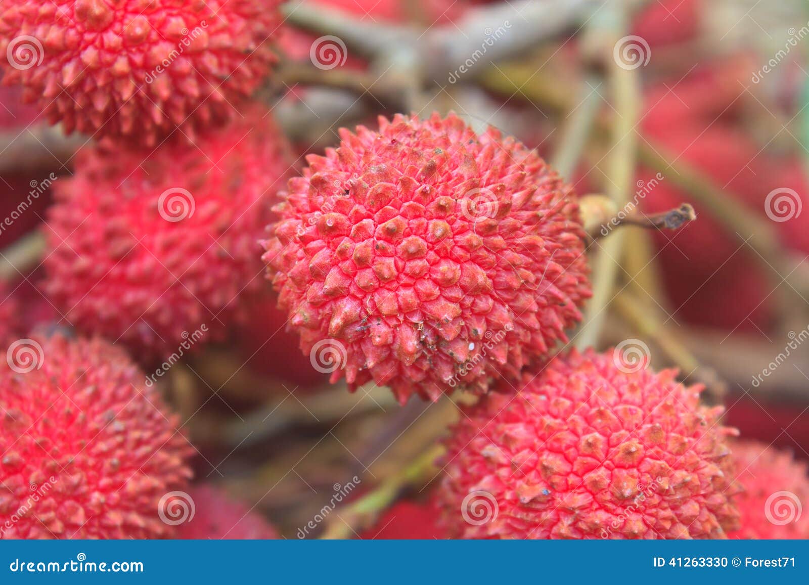 Wild Fruit from Forest, Wild Lychee Stock Photo - Image of fresh ...