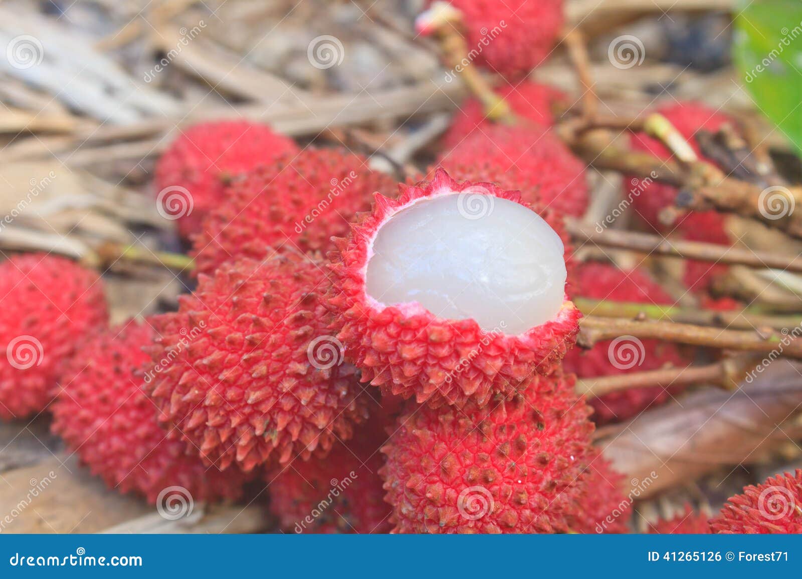 Wild Fruit from Forest, Wild Lychee Stock Photo - Image of fruit ...