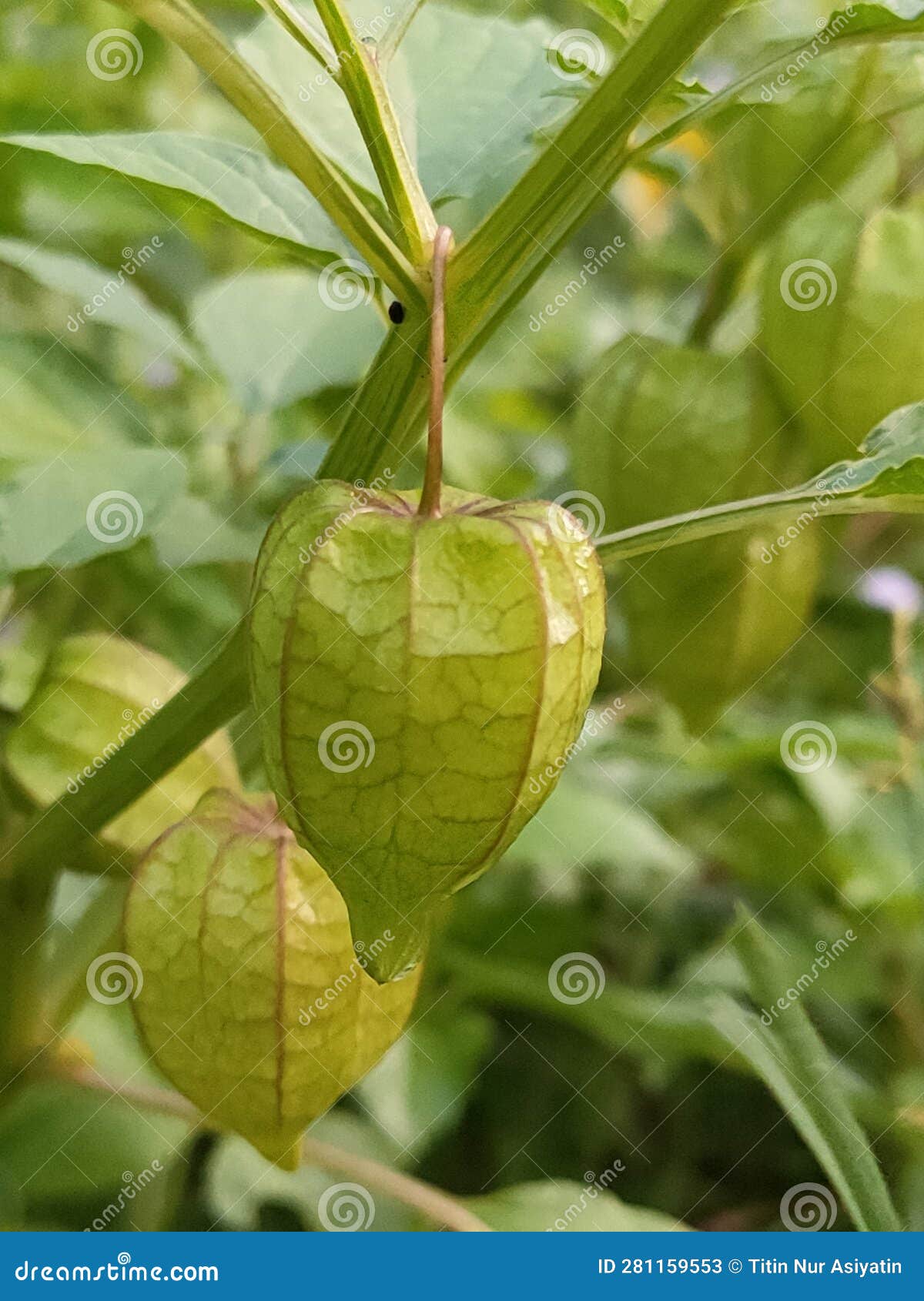 Wild Fruit Ground Cherry in Southeast Asia Stock Image - Image of green ...
