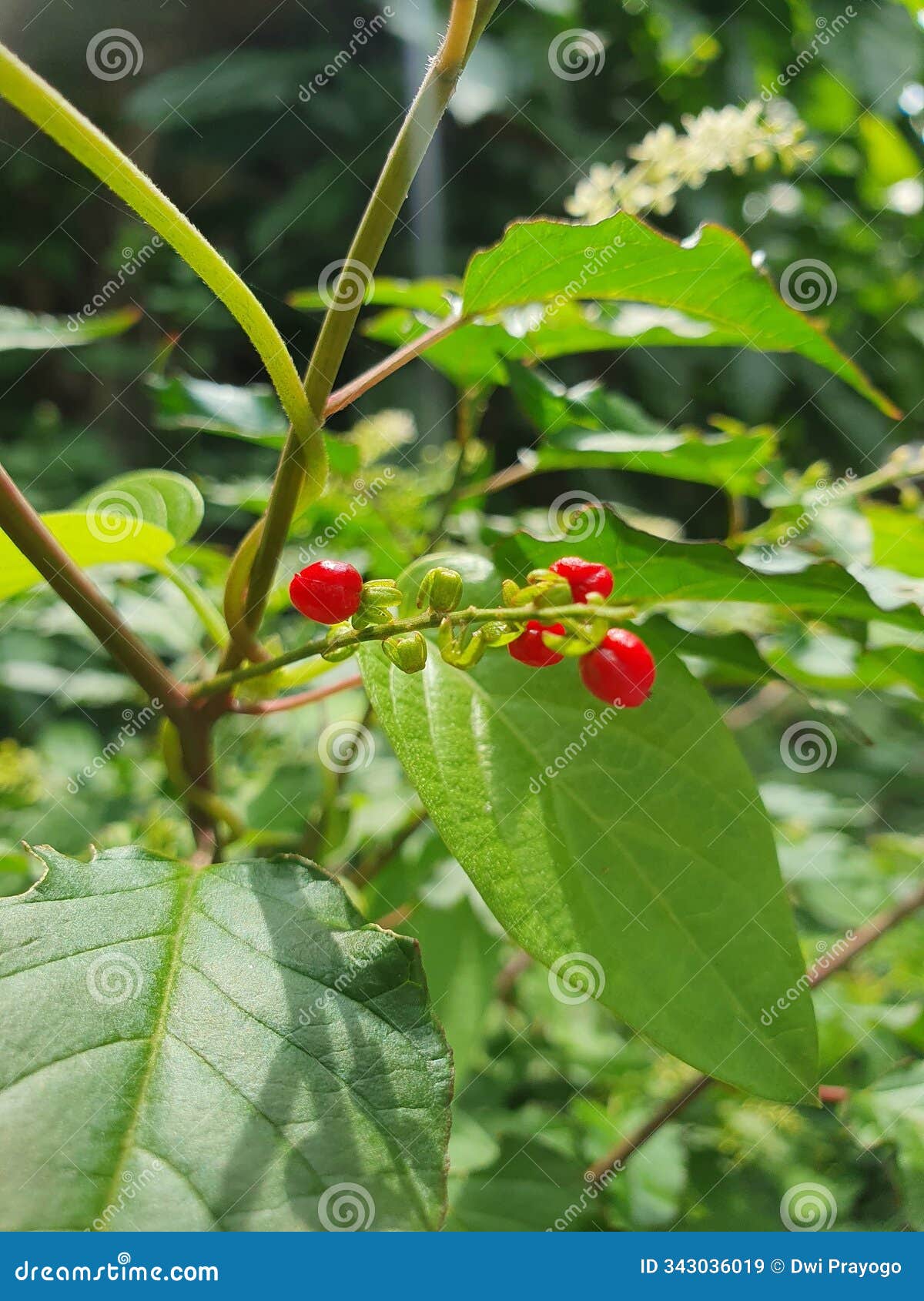 Wild Fruit that Grows in the Tropical Forests of Indonesia Stock Image ...