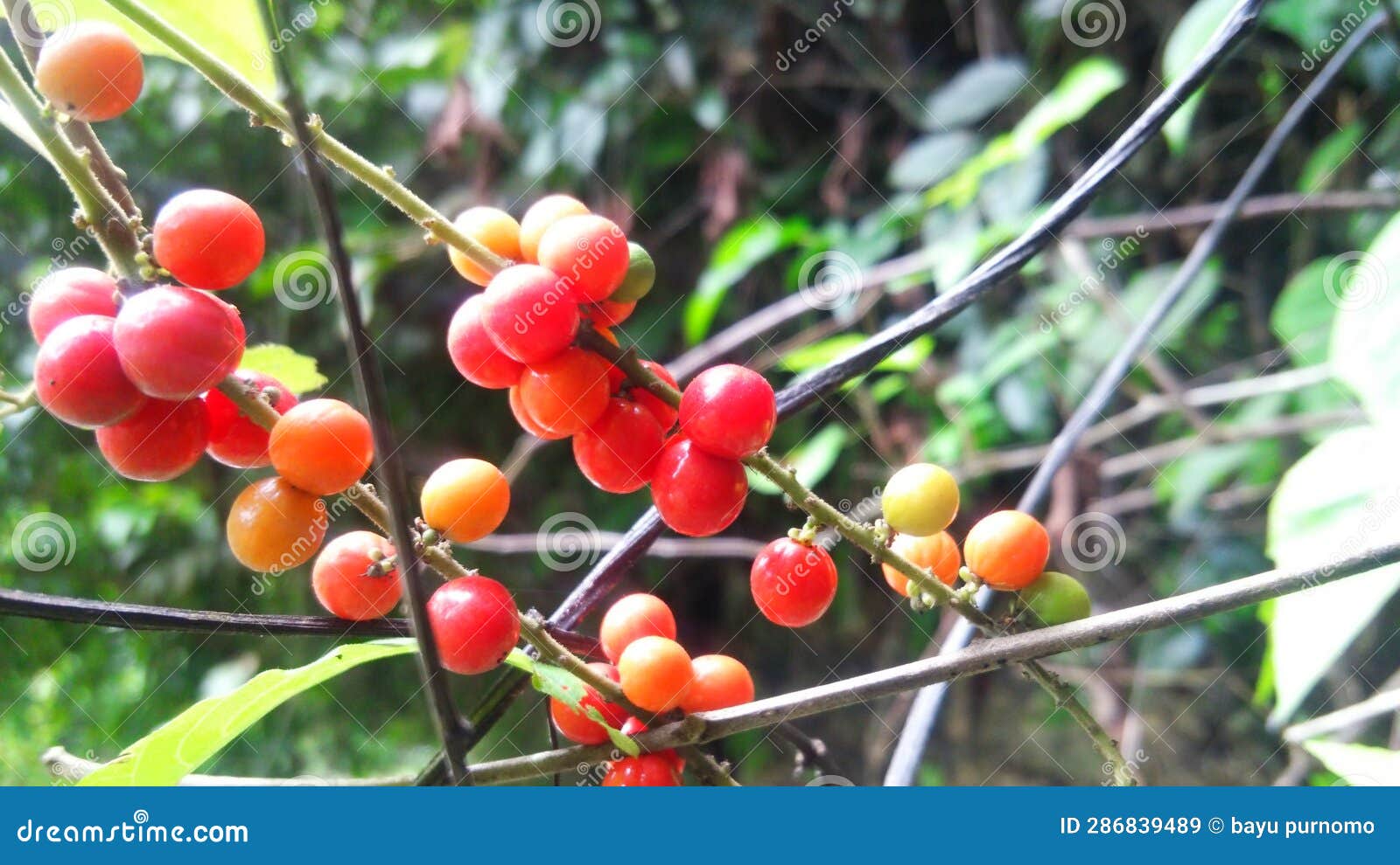 Wild Fruit Plants Around the Forest Stock Image - Image of wild, plants ...