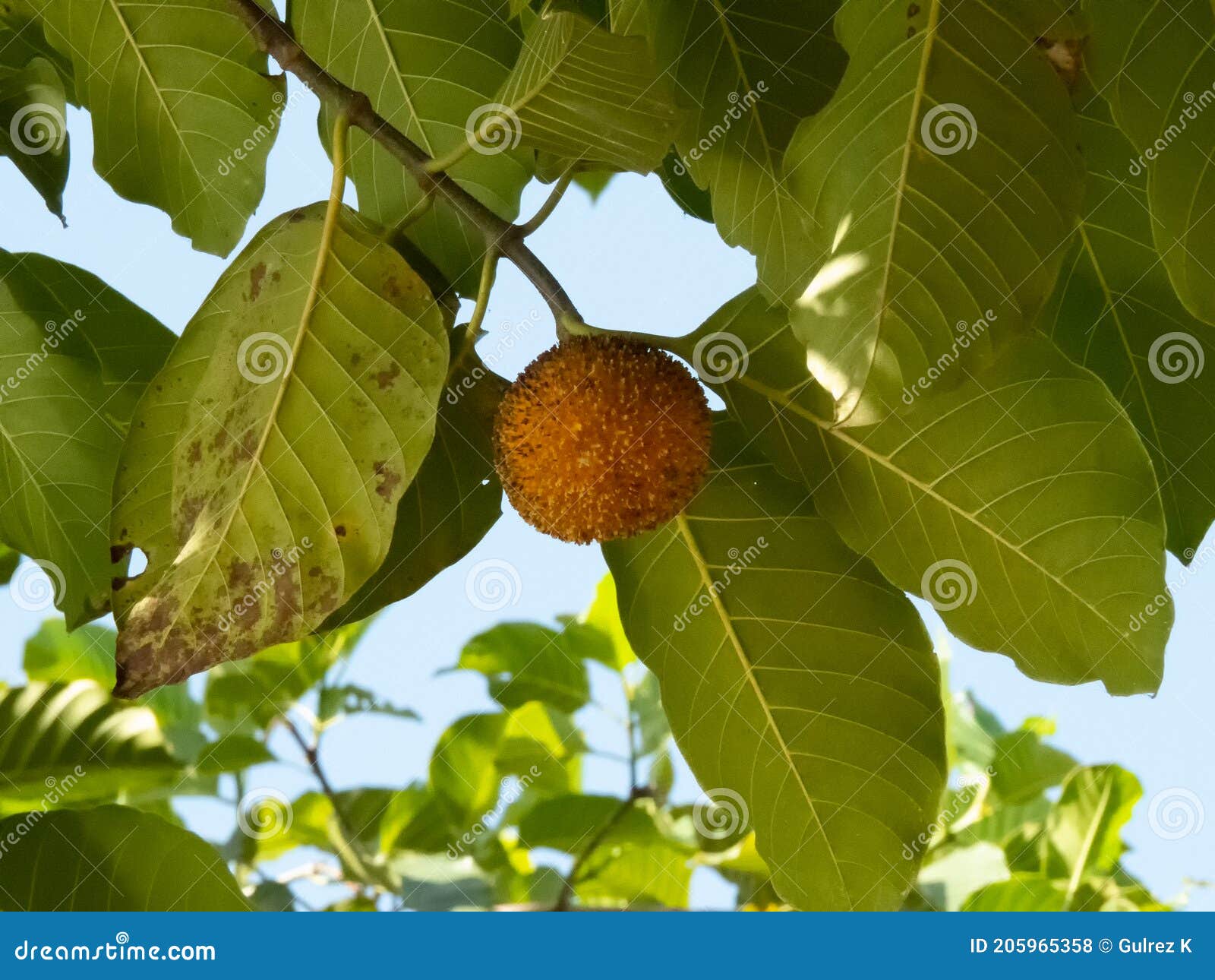 Kadam Tree or Burflower-tree Stock Photo - Image of horticulture ...